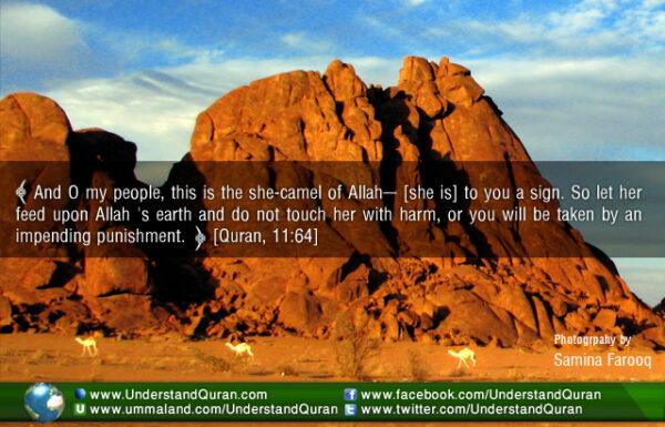 Miracle Stories: The She-Camel of Allah – Understand Al Quran Academy
